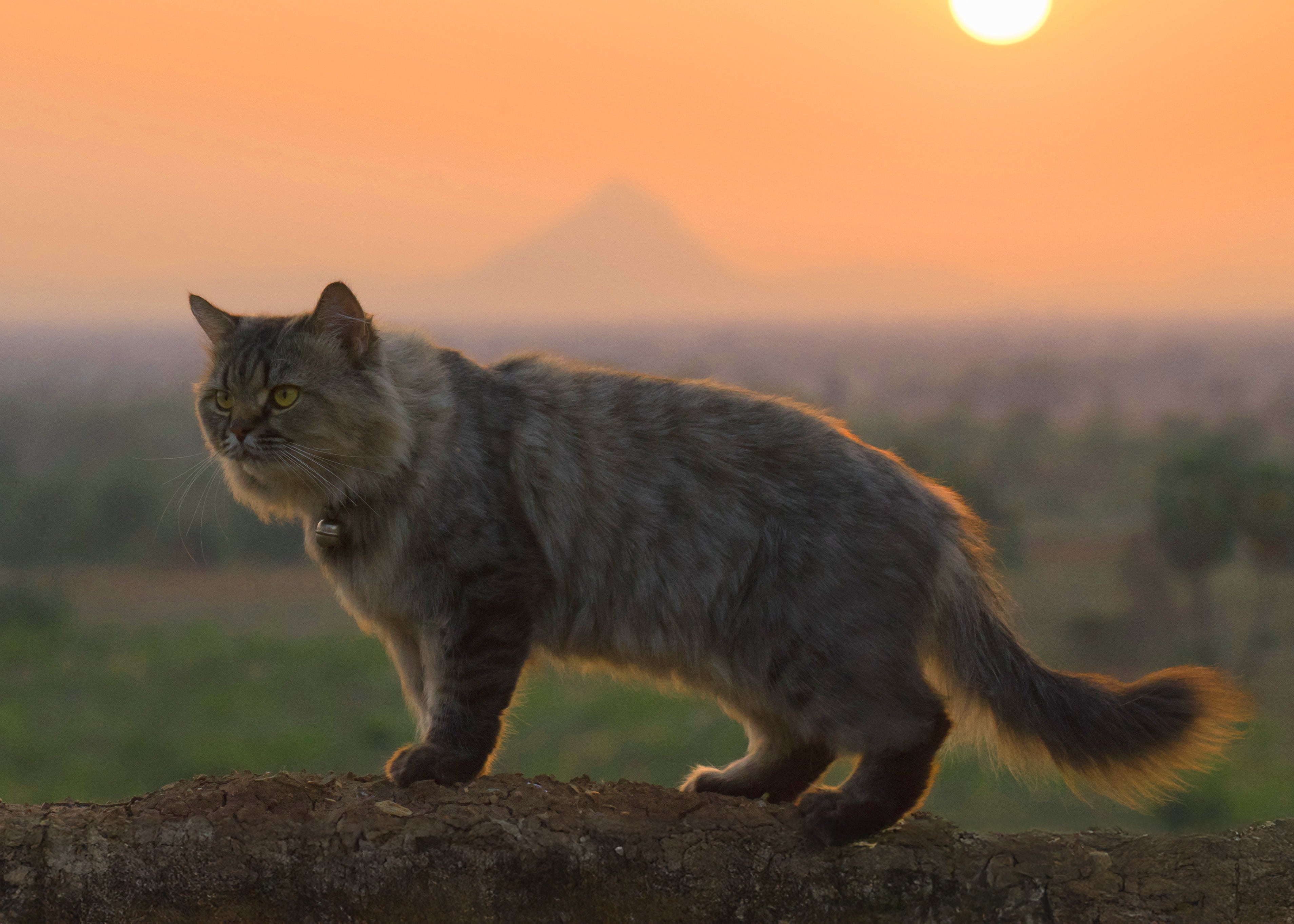 Premium Raw Cat Food - Home Delivered | Raw Pet Co